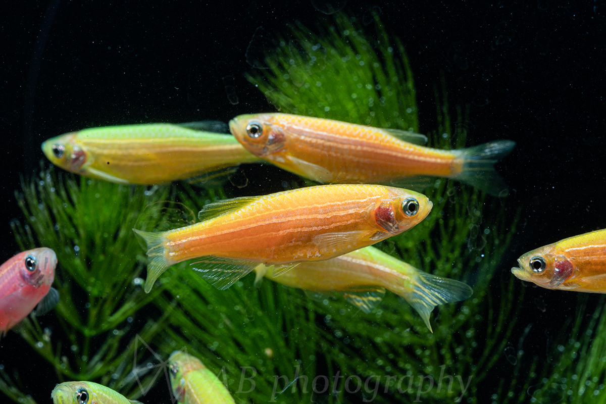 Home - MG International Aquarium