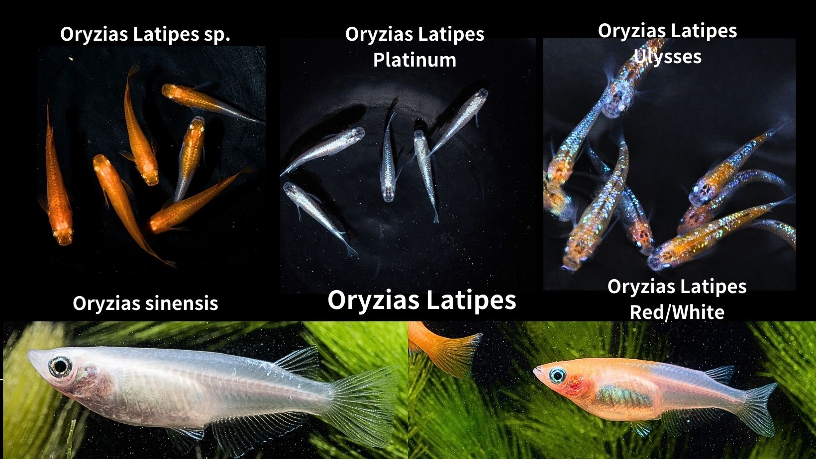 〈Oryzias latipes〉彙整頁面 - MG International Aquarium