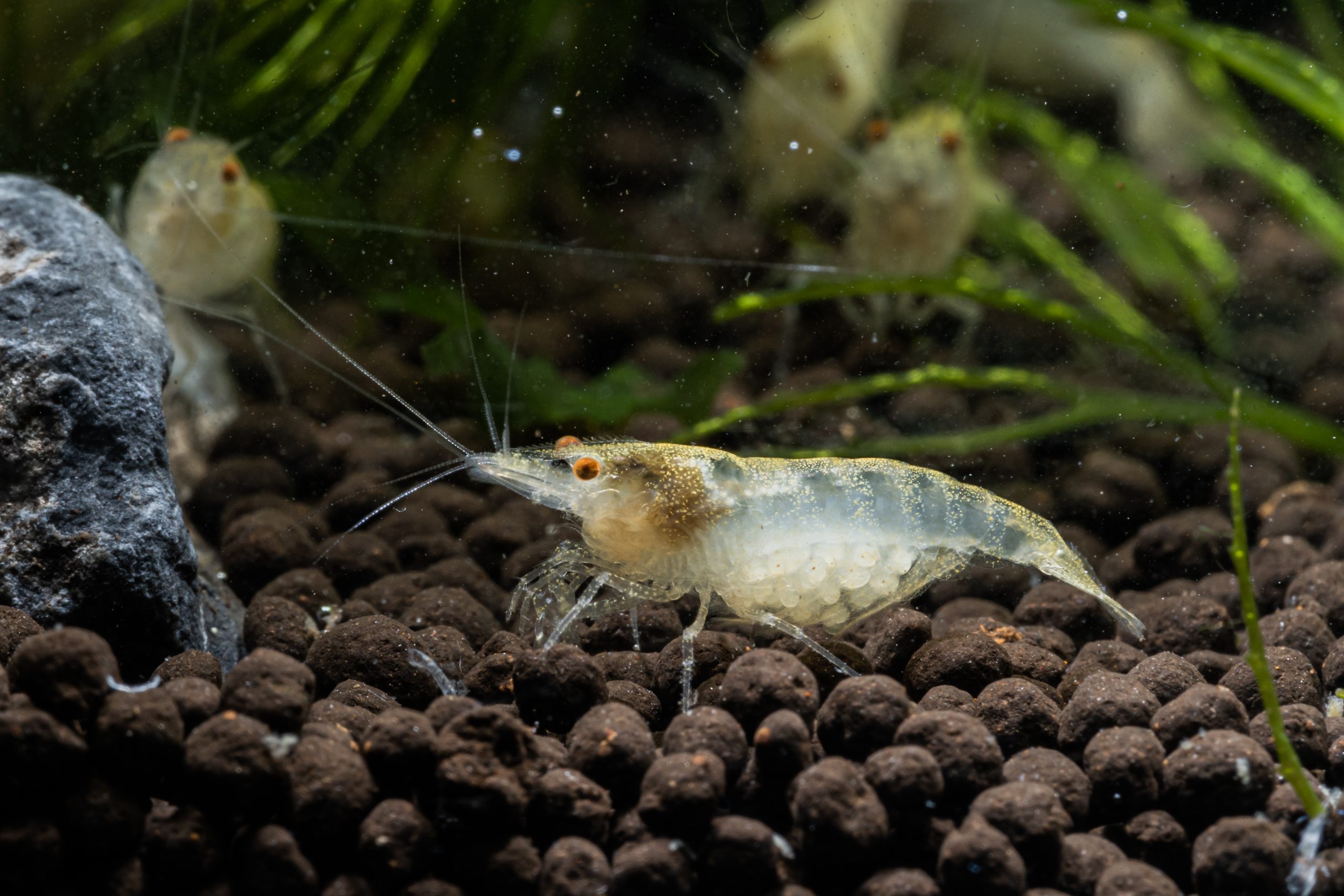Snowball shrimp - MG International Aquarium